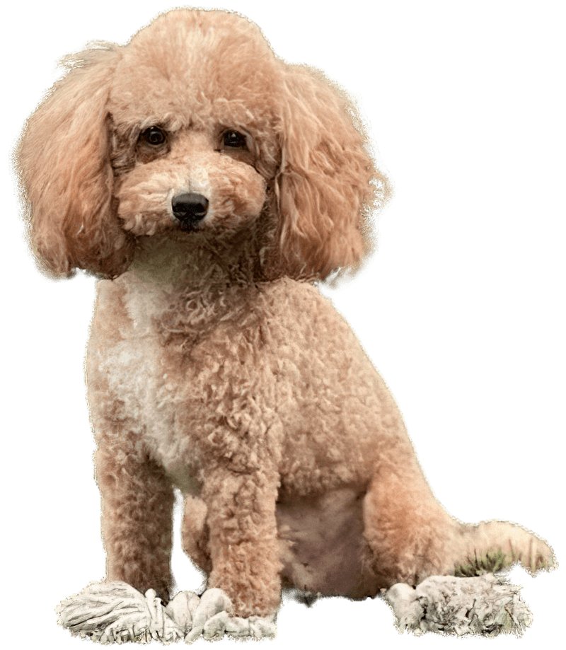 Upcoming Litters | TK Poodles